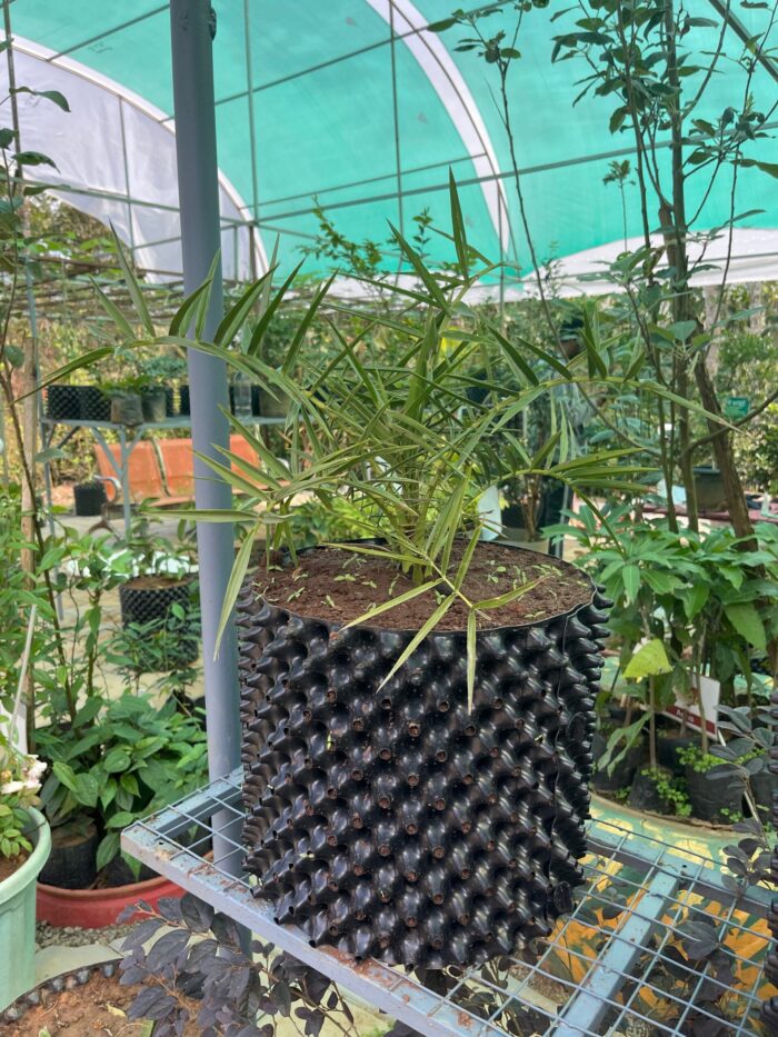 Gallery - Miracle Farm House